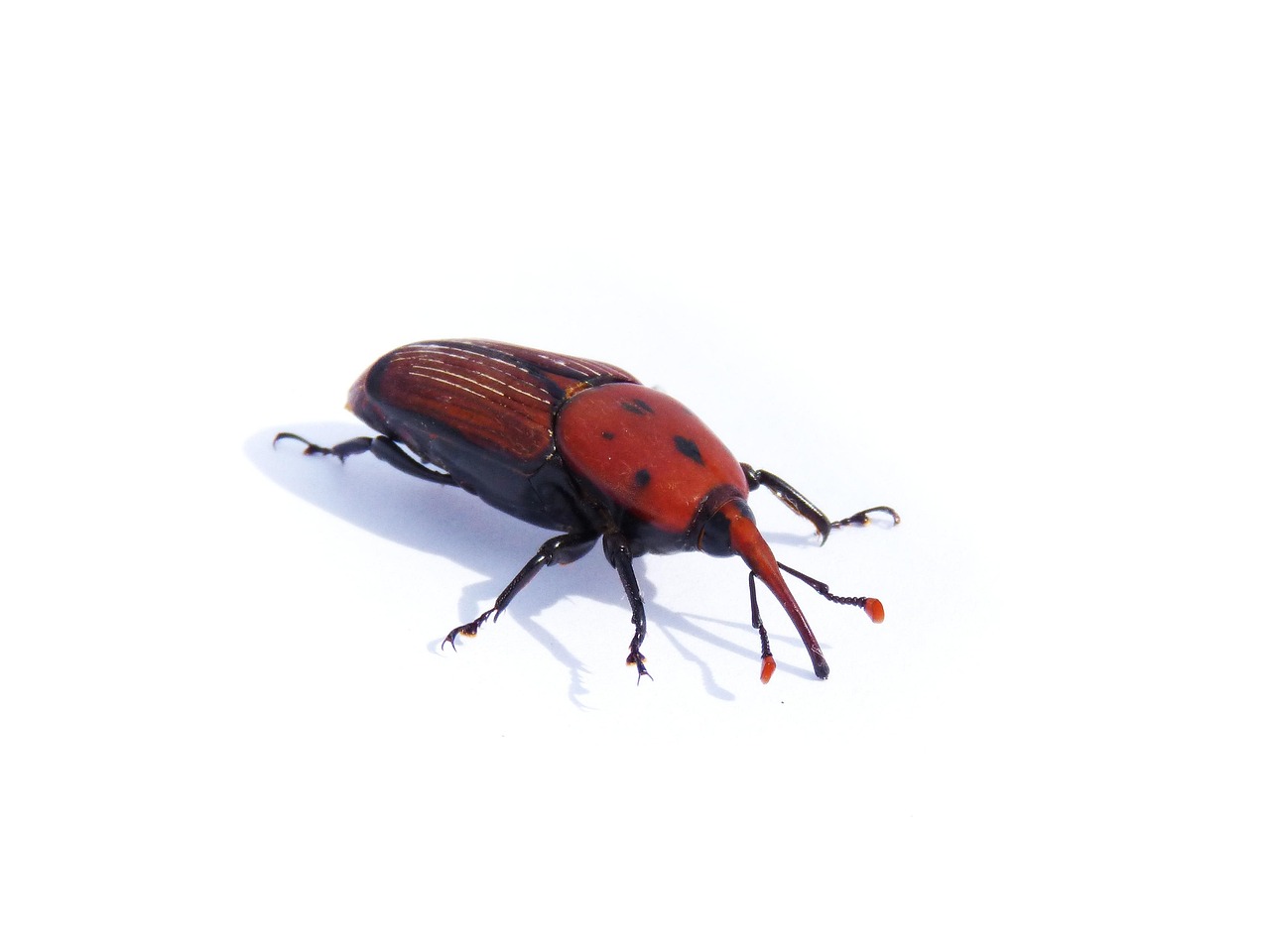 200+ Free Weevil & Beetle Images - Pixabay