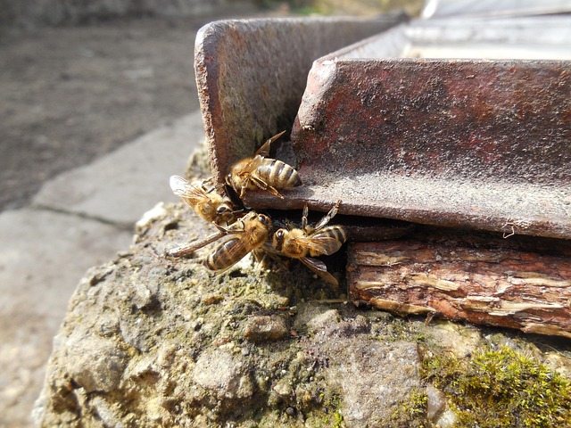 Bees Insect Macro - Free photo on Pixabay - Pixabay