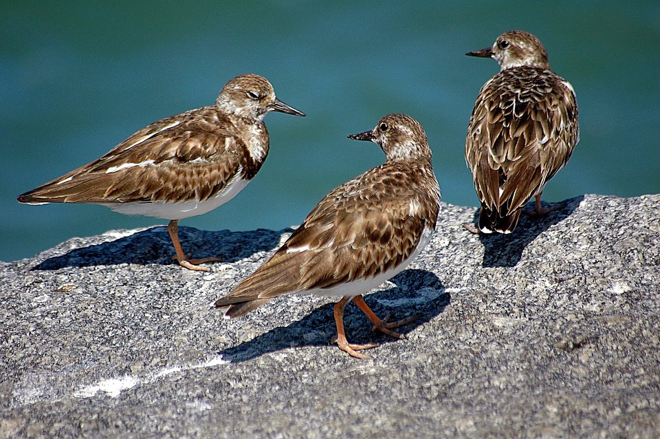 Piedra De Giro Rubicundo Aves - Foto gratis en Pixabay