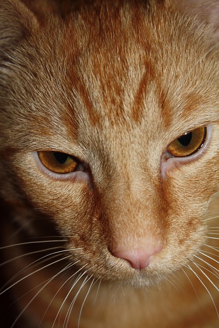 Gato Jengibre Atigrado - Foto gratis en Pixabay - Pixabay