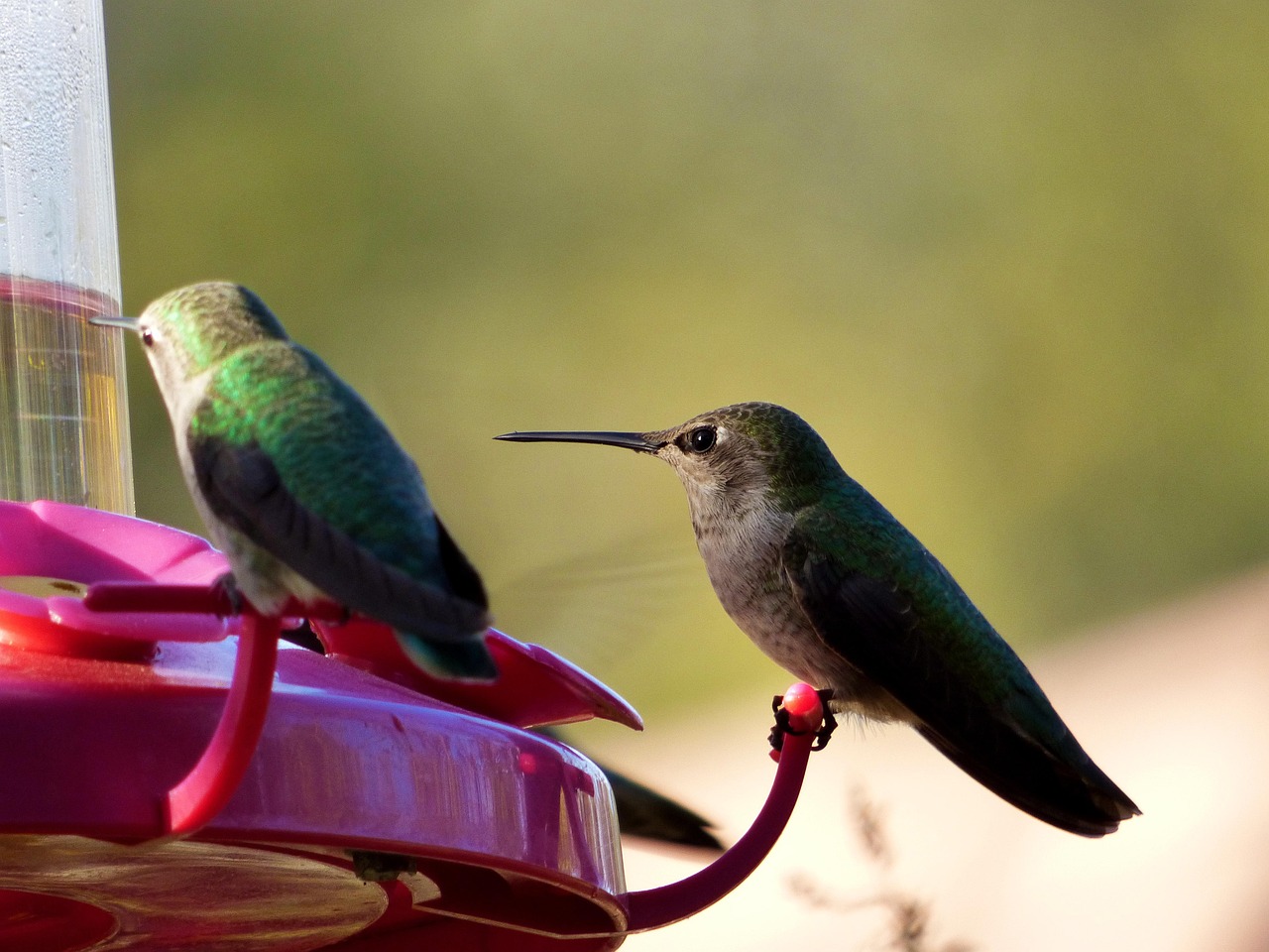 Colibri Oiseau Nature - Photo gratuite sur Pixabay - Pixabay