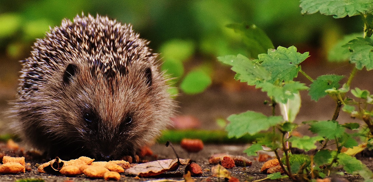 Igelkind Jungigel Igel - Kostenloses Foto auf Pixabay - Pixabay