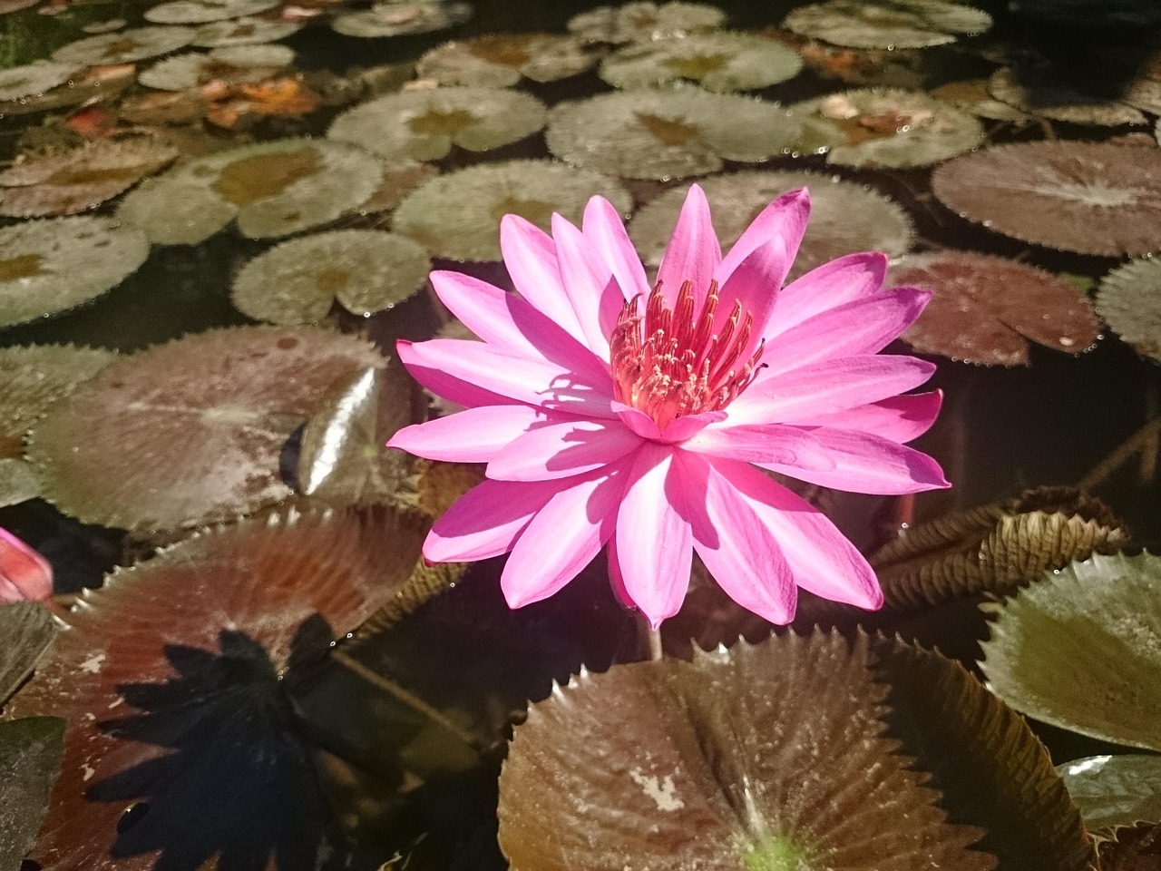 Lotus Myanmar Nature - Free photo on Pixabay