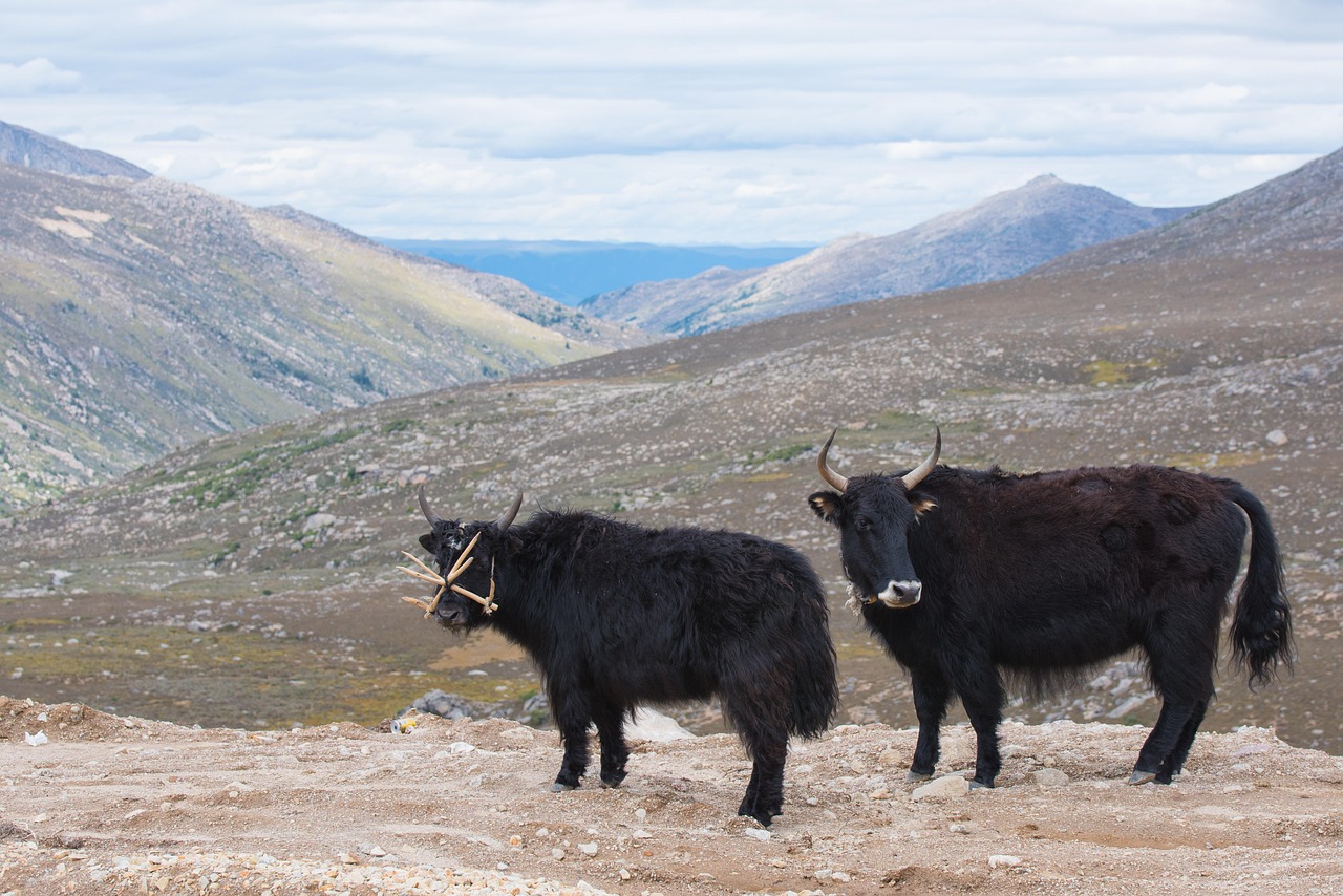 Yak Hairy China - Free photo on Pixabay - Pixabay