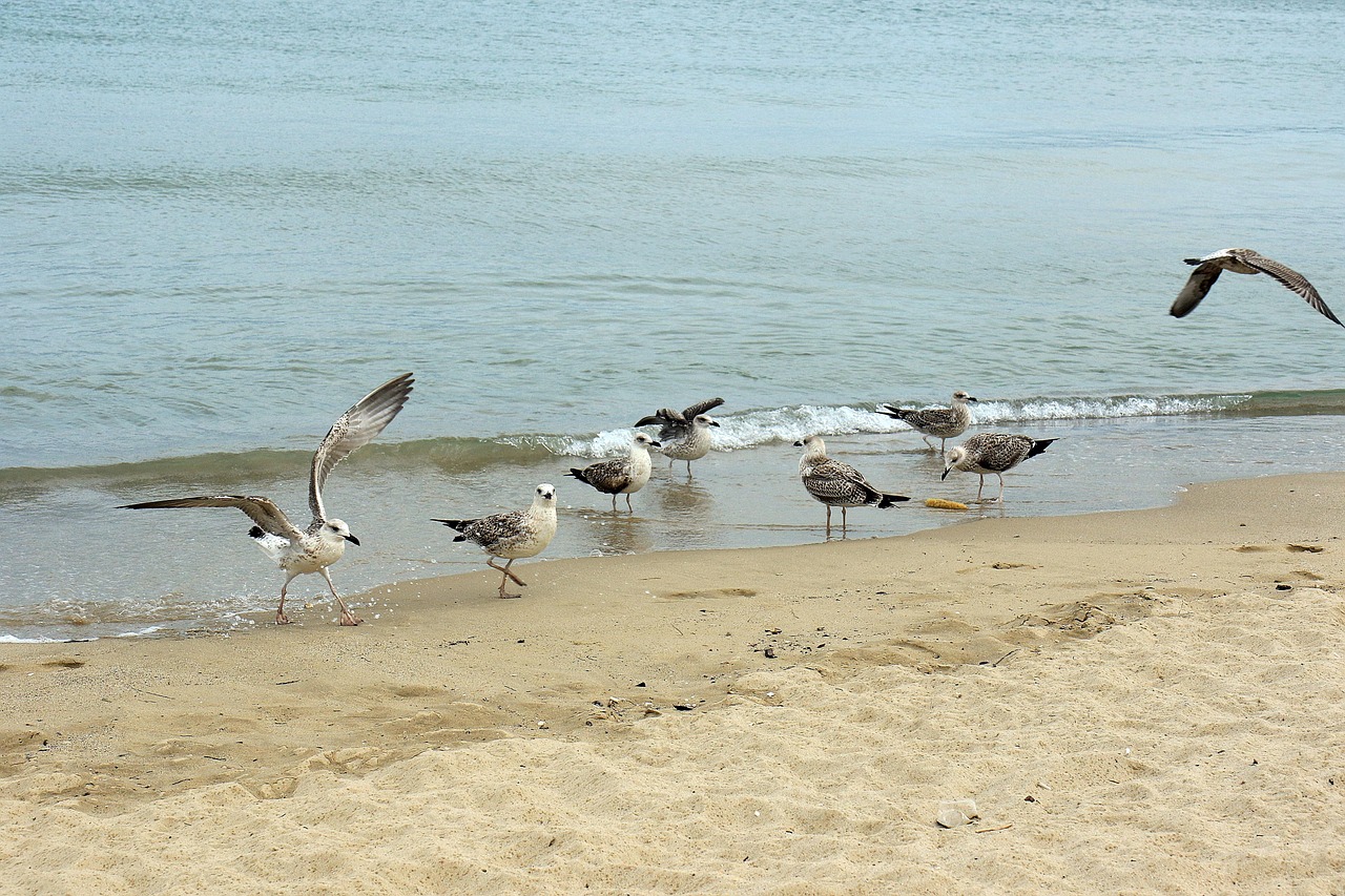 Die M wen Strand Meer Kostenloses Foto Auf Pixabay Die M wen Strand Meer Kostenloses Foto Auf Pixabay