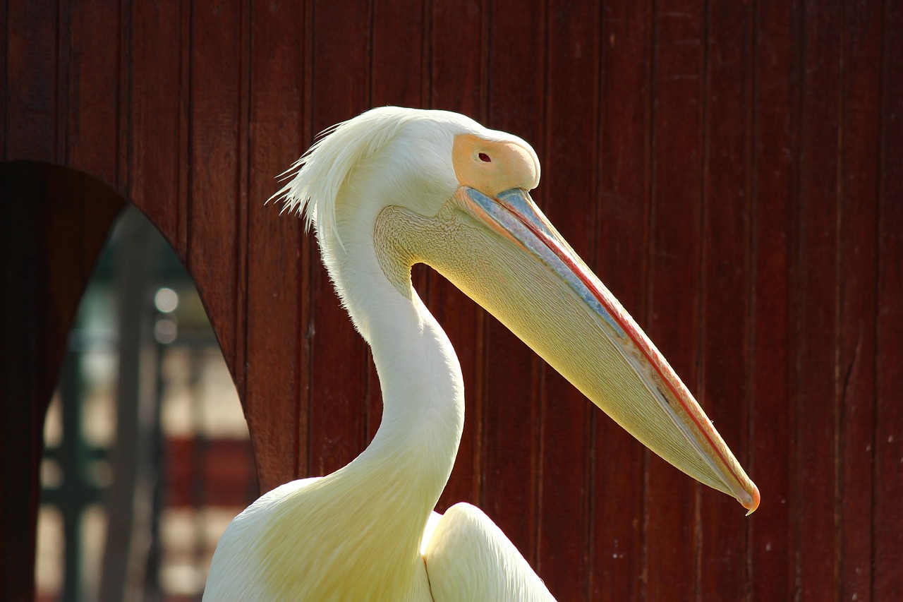 Pelican Zoo - Free photo on Pixabay