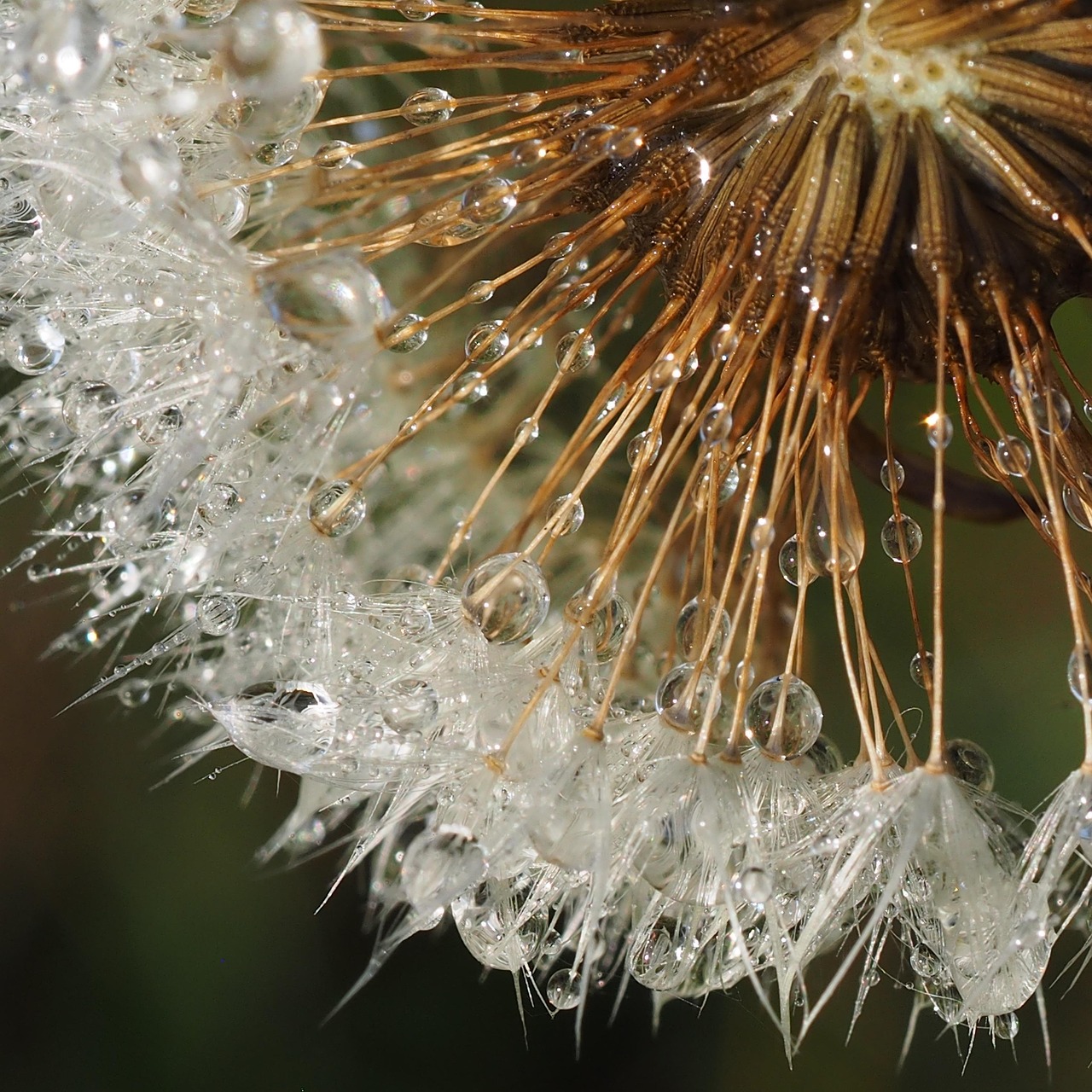 Dandelion Dewy Droplets - Free photo on Pixabay