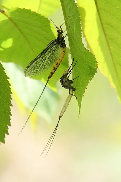 Libélula Larva Eclosionado - Foto gratis en Pixabay - Pixabay