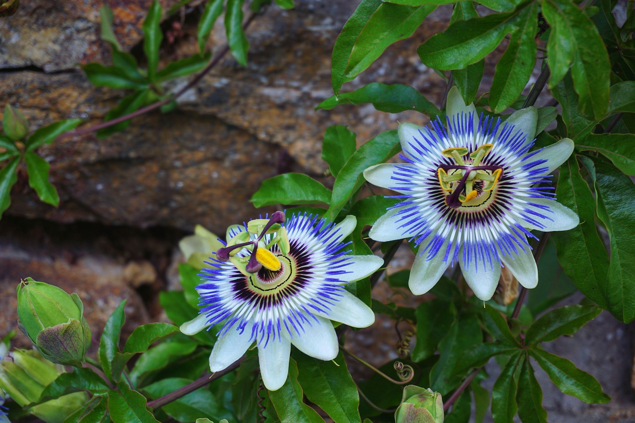 100+ Free Passionflower & Nature Images - Pixabay