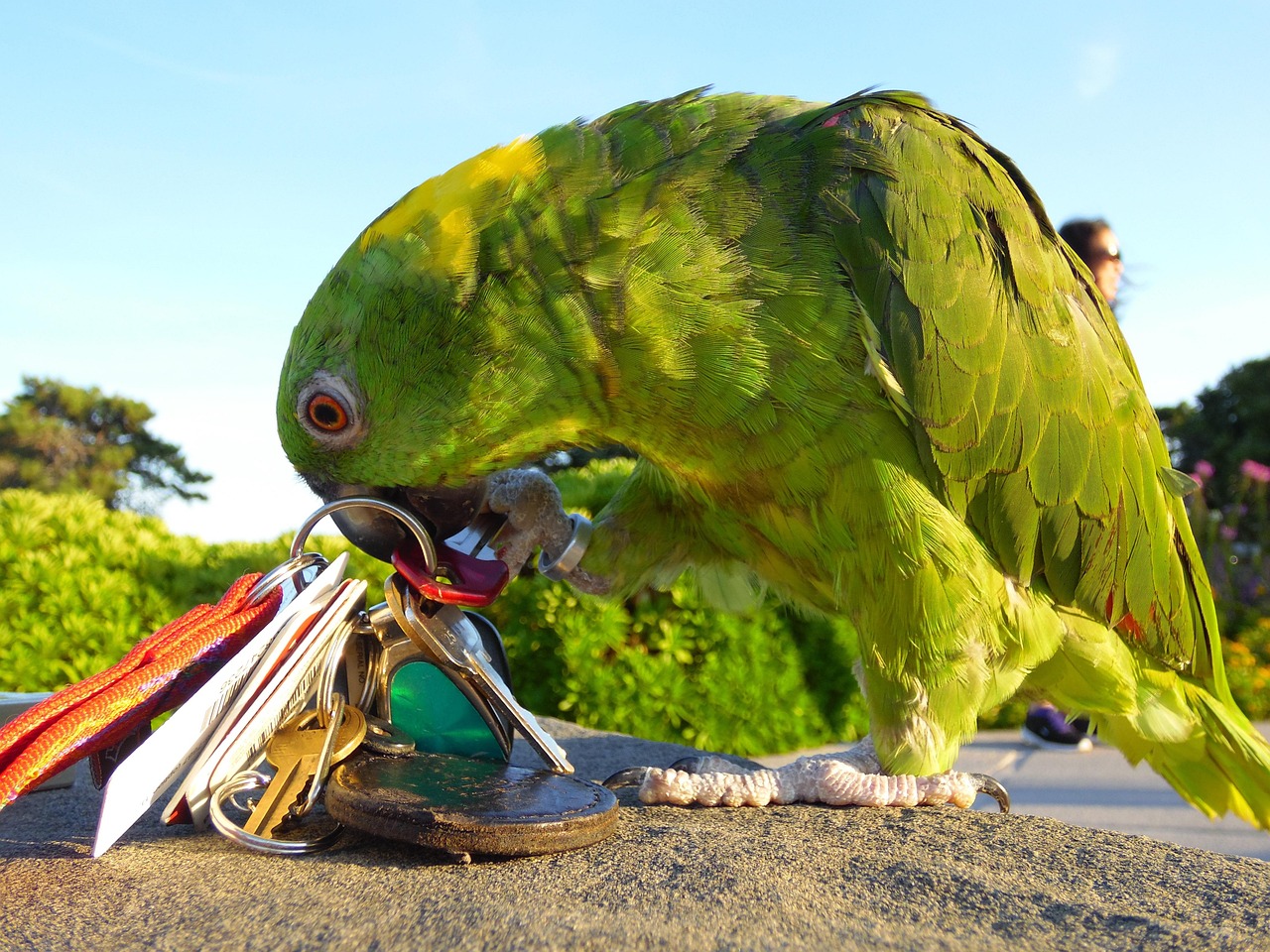 Amazon Parrot - Free photo on Pixabay
