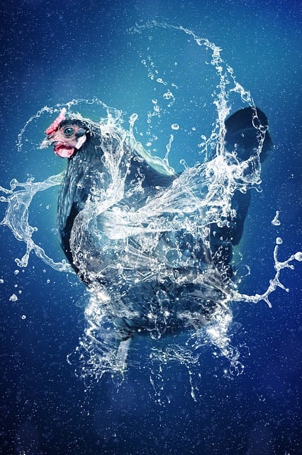 Page 2 - Explore 1,605+ Free Chicken Illustrations: Download Now - Pixabay