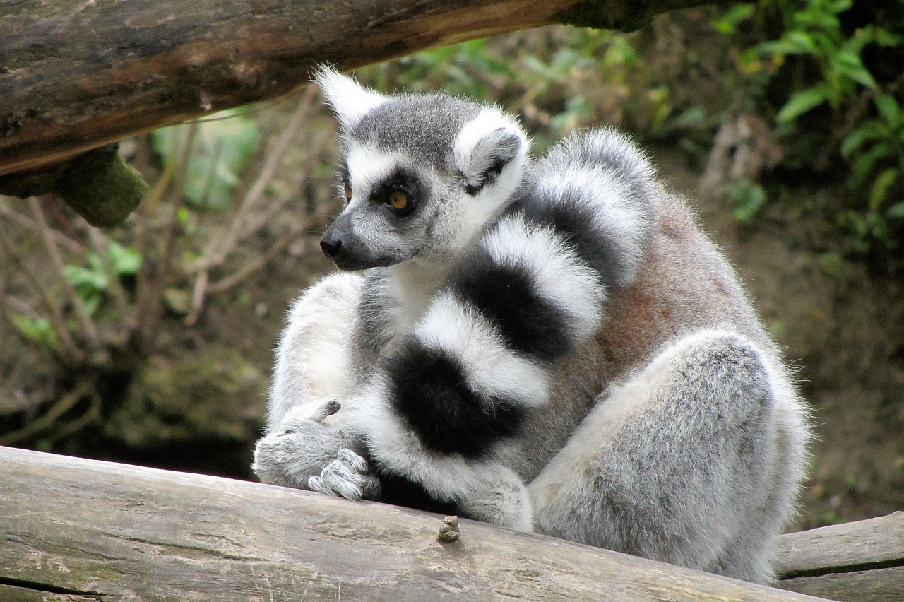 Zoo Ring-Tailed Lemur Monkey Long - Free photo on Pixabay - Pixabay