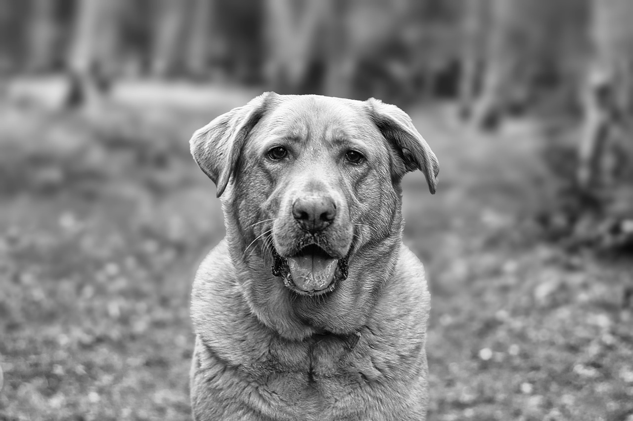 300+ Free Black Labrador & Labrador Images - Pixabay
