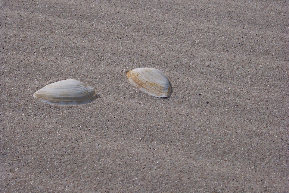 Shells Sand - Free photo on Pixabay - Pixabay