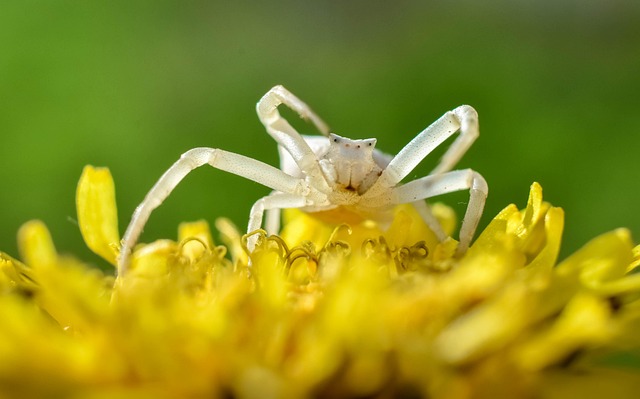 Aranha Inseto Macro - Foto gratuita no Pixabay - Pixabay