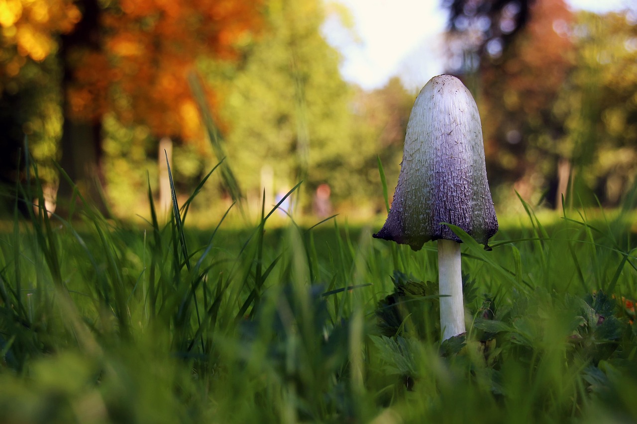 Mushroom Fall Grass - Free photo on Pixabay