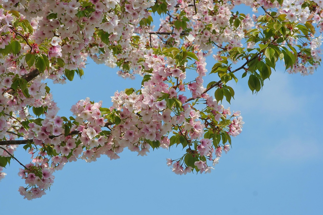 Pohon Ceri Liar Cherry Blossoms - Foto gratis di Pixabay