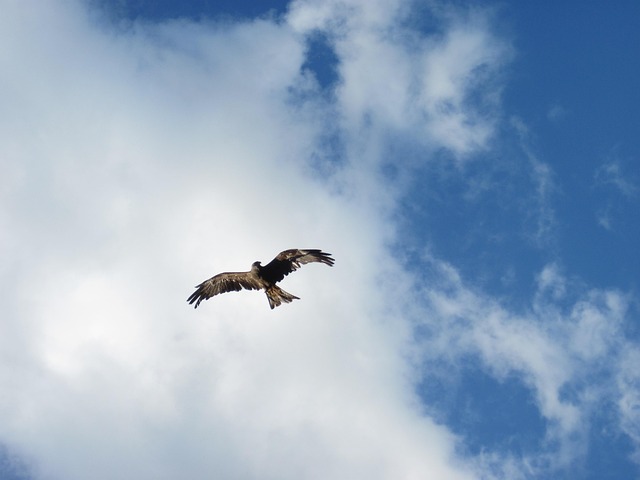 Oiseaux De Proie Oiseau Rapace - Photo gratuite sur Pixabay - Pixabay