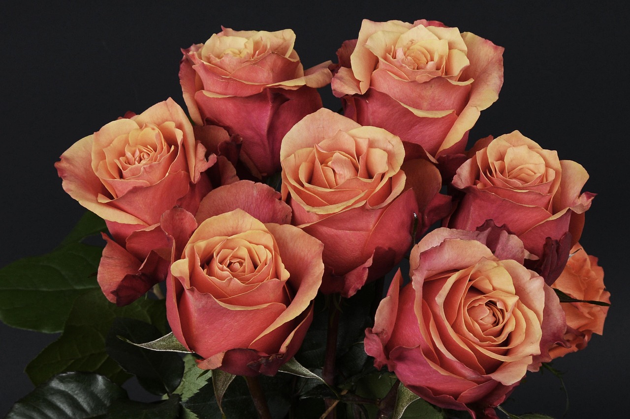 30,000+ Free Promise Day & Promise Images - Pixabay