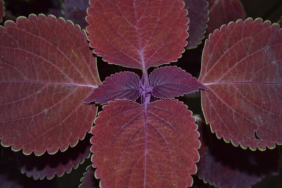 Colored Nettles Plants - Free photo on Pixabay