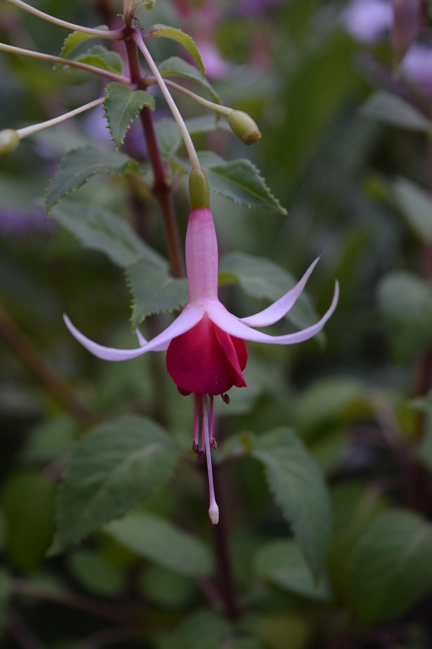 Fuchsia Bloesem Roze - Gratis foto op Pixabay - Pixabay