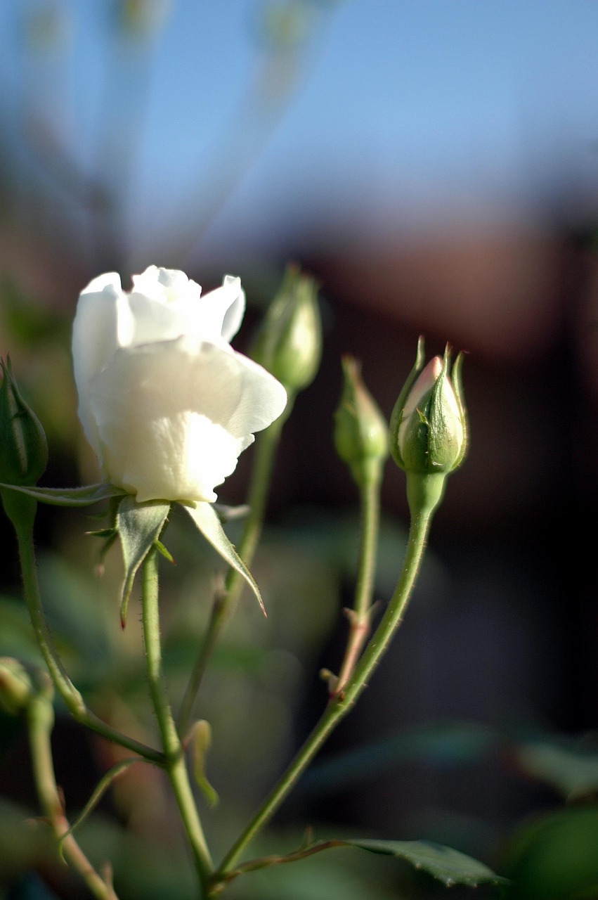 10+ Free Iceberg Roses & Iceberg Images - Pixabay