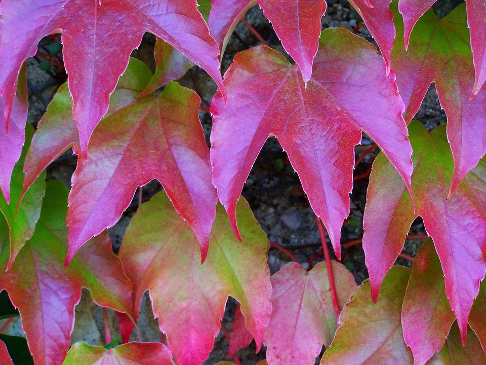 Wilde Trauben Herbstfarben - Kostenloses Foto auf Pixabay