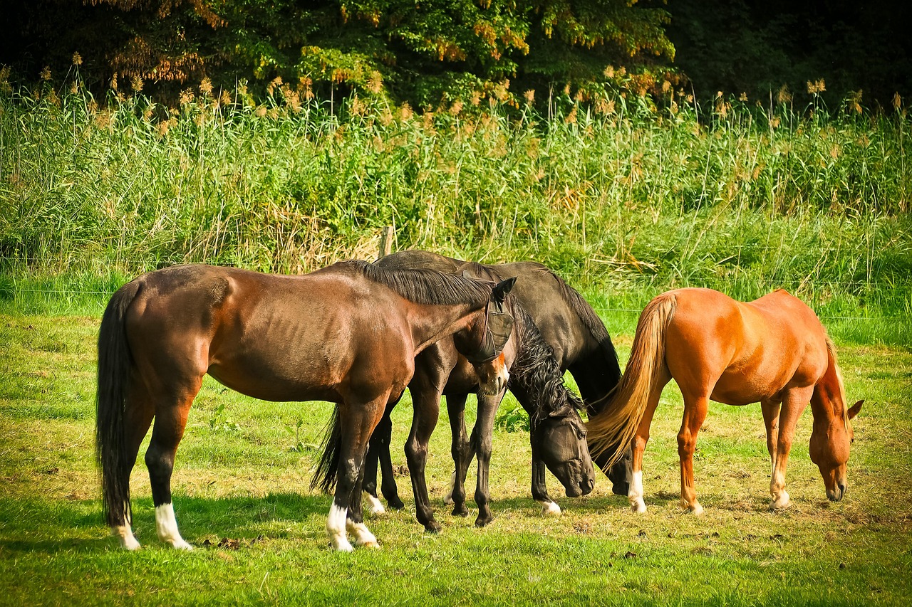 Cavalos Animal Natureza Passeios A - Foto gratuita no Pixabay - Pixabay