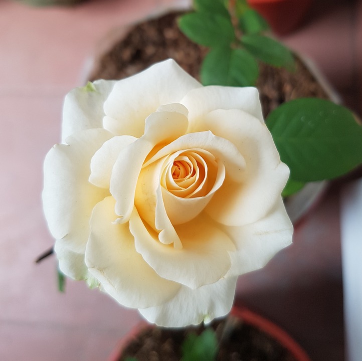 Bunga Mawar Kuning - Foto gratis di Pixabay
