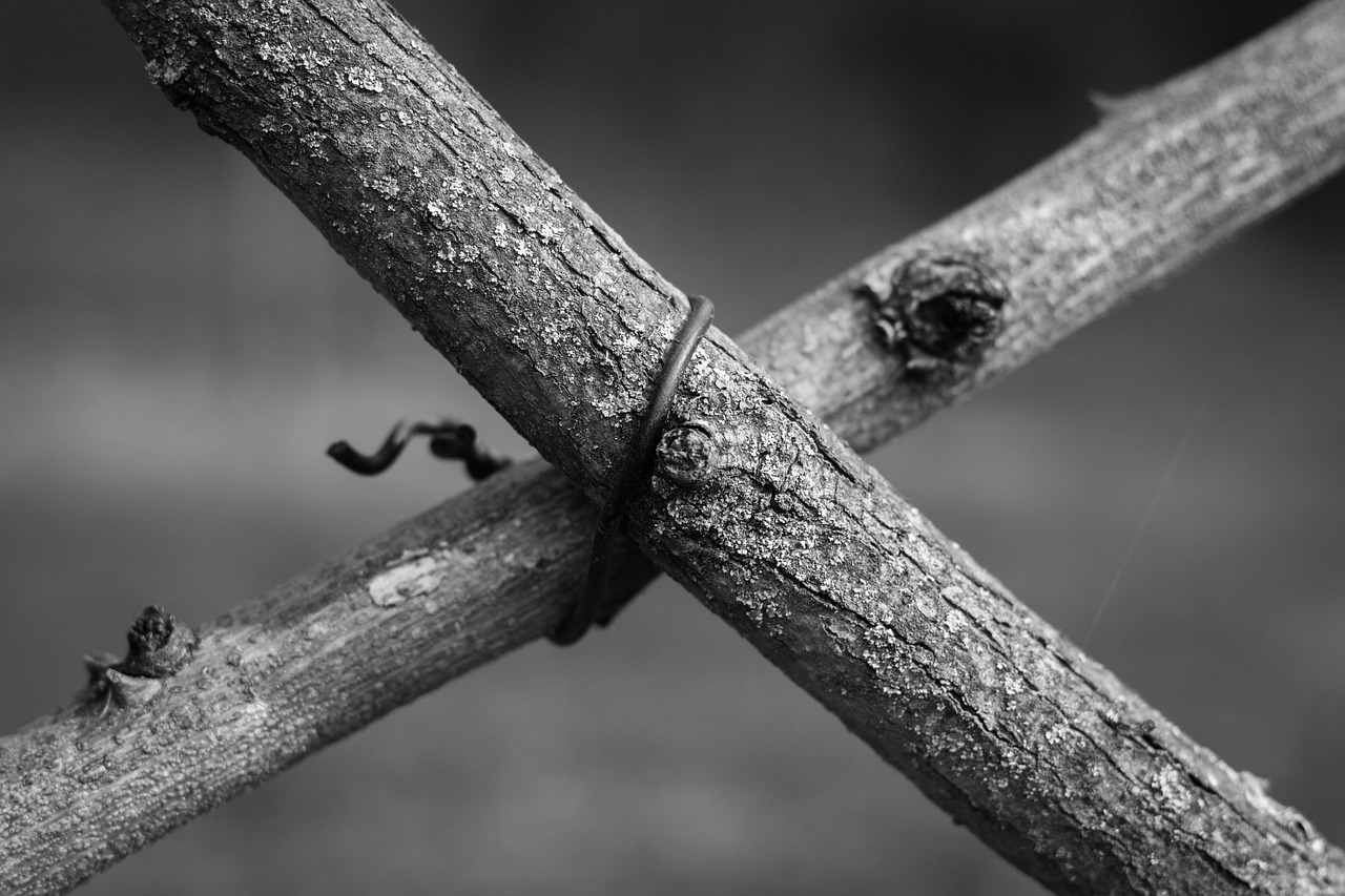 Branch Branches Wire - Free photo on Pixabay - Pixabay