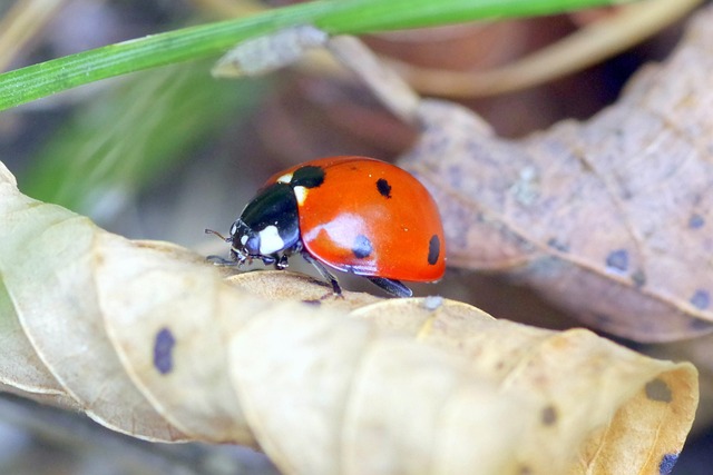 Mariquita Insecto Rojo - Foto gratis en Pixabay - Pixabay