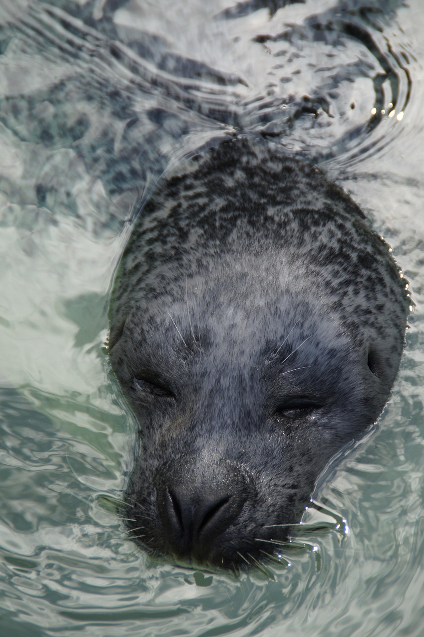 Foca Cabeza Nadar - Foto gratis en Pixabay - Pixabay