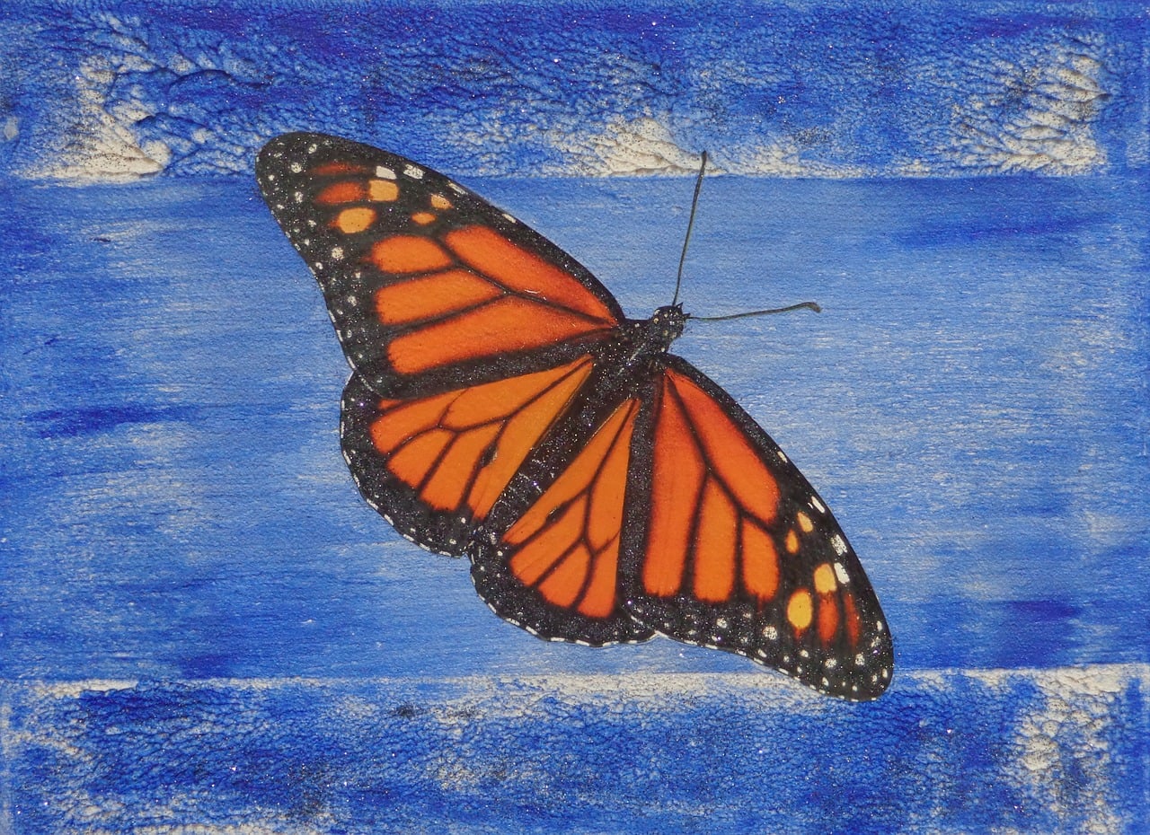 Mariposa Azul Volador - Imagen gratis en Pixabay - Pixabay