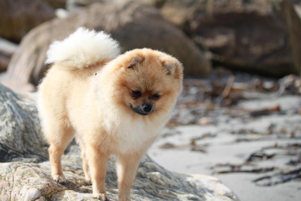 Pomeranian Miniature Spitz Pet - Free photo on Pixabay - Pixabay