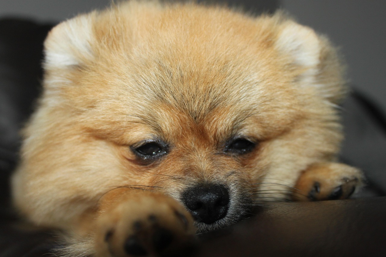 Pomeranian Miniature Spitz Dog - Free photo on Pixabay