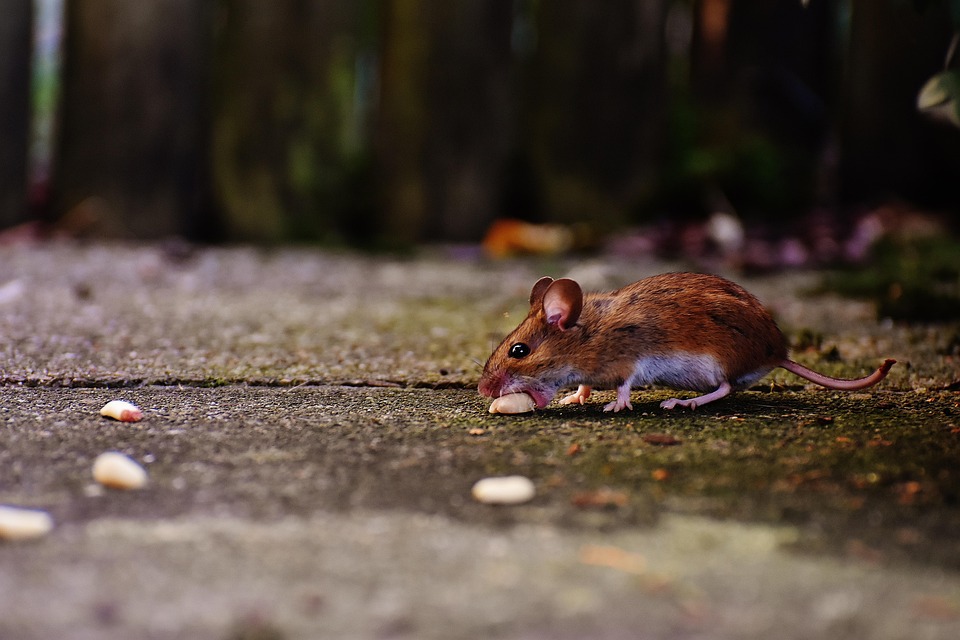 Souris Rongeurs Mignon - Photo gratuite sur Pixabay