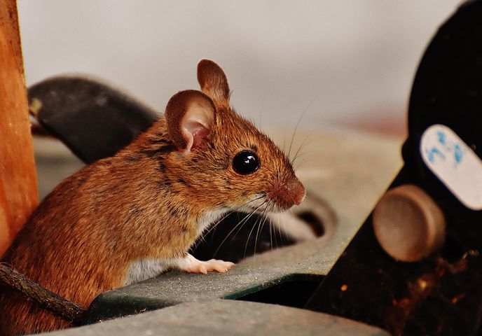 Waldmaus Bilder - Kostenlose Bilder herunterladen - Pixabay