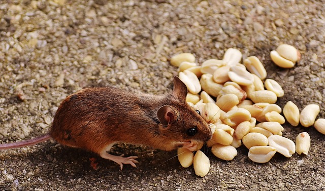 Souris Rongeur Mignonne - Photo gratuite sur Pixabay