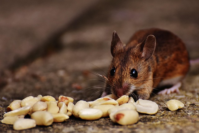 Souris Rongeur Mignonne - Photo gratuite sur Pixabay - Pixabay