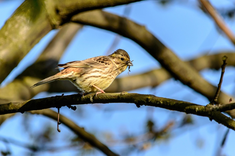 Natur Vogel Fink · Kostenloses Foto auf Pixabay
