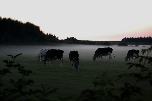 Cows In The Fog Graze Nature - Free photo on Pixabay - Pixabay