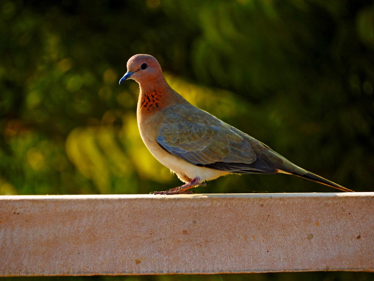 Colombe Oiseau Paix - Photo gratuite sur Pixabay - Pixabay