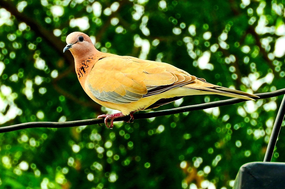 Colombe Oiseau Paix - Photo gratuite sur Pixabay