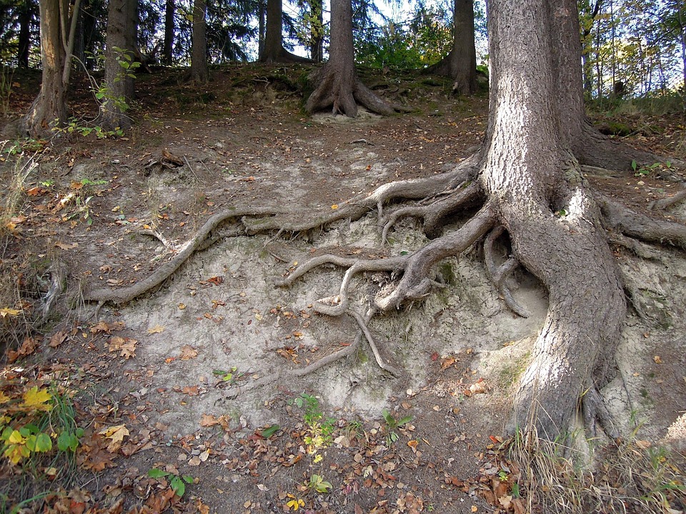 Roots Wood Of A Tree - Free photo on Pixabay