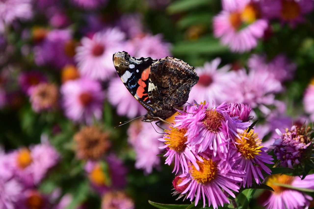 Aster Butterfly Blossom - Free photo on Pixabay