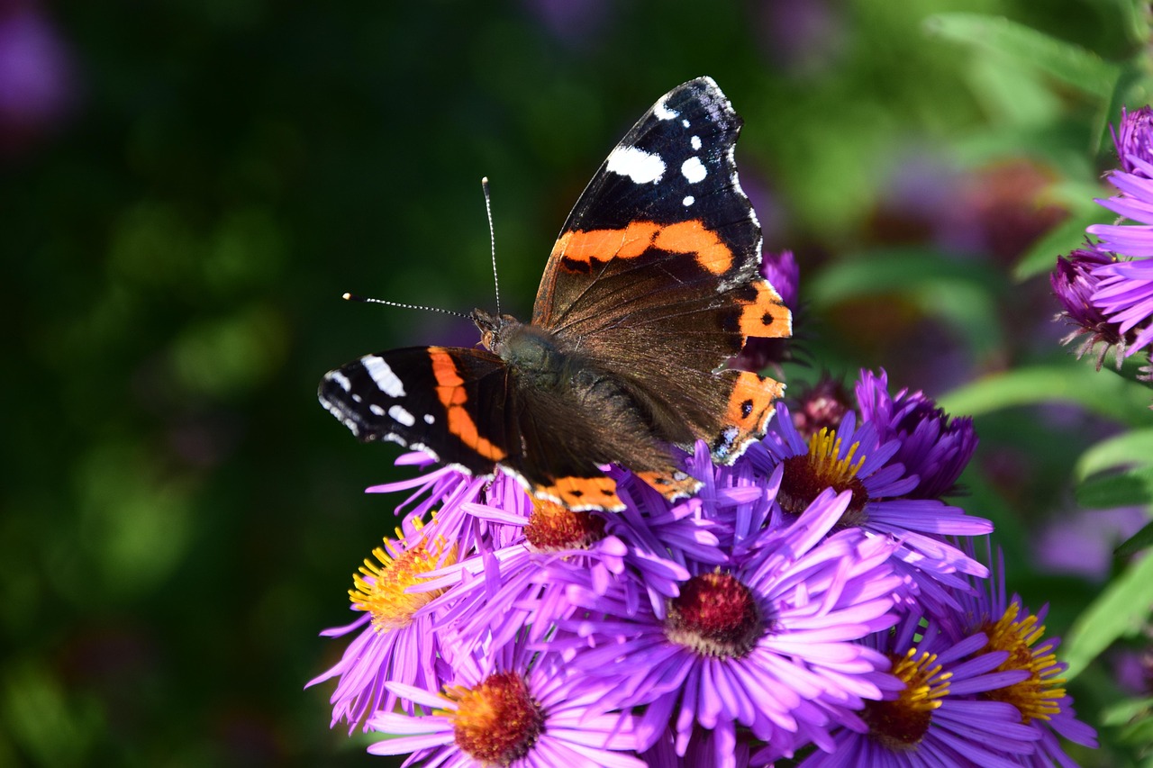 Aster Butterfly Blossom - Free photo on Pixabay