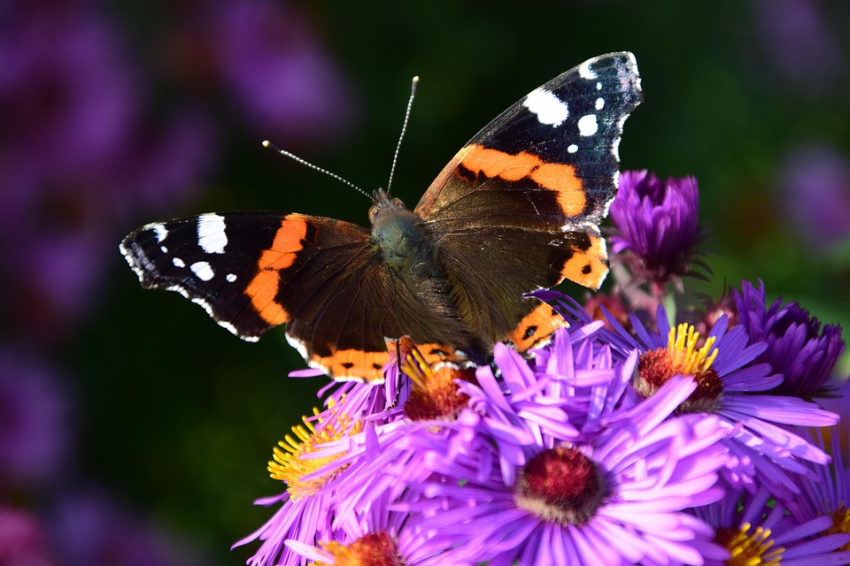 Aster Butterfly Blossom - Free photo on Pixabay - Pixabay