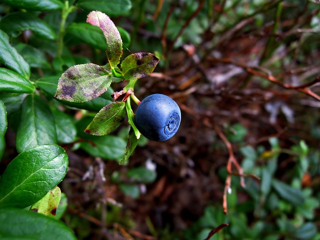 2,000+ Free Blueberries & Blueberry Images - Pixabay