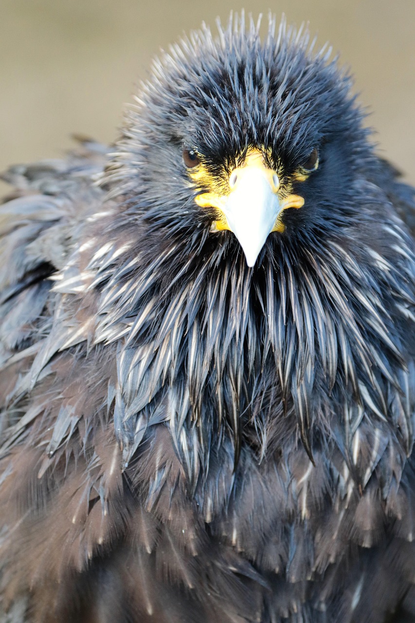 カラカラ 猛禽 鳥 - Pixabayの無料写真 - Pixabay