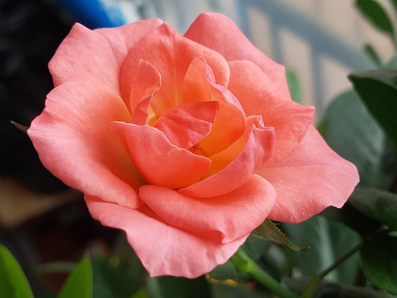 Rose Of The Month Flower - Free photo on Pixabay - Pixabay